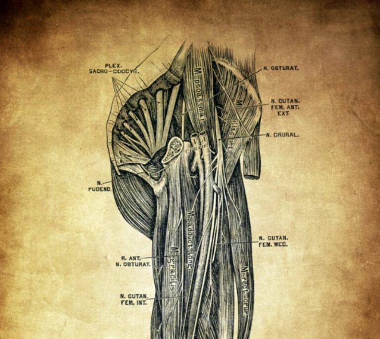 Femoral Nerve Block: Uses and Alternatives - Kansas Anesthesia Associates